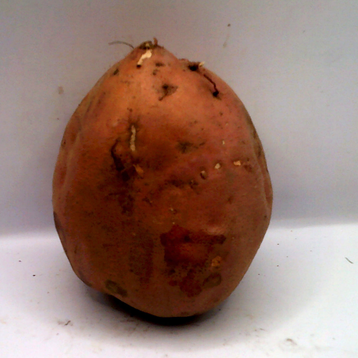 Camote Amarillo – Hiper Abasto