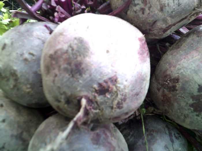 Betabel – Hiper Abasto